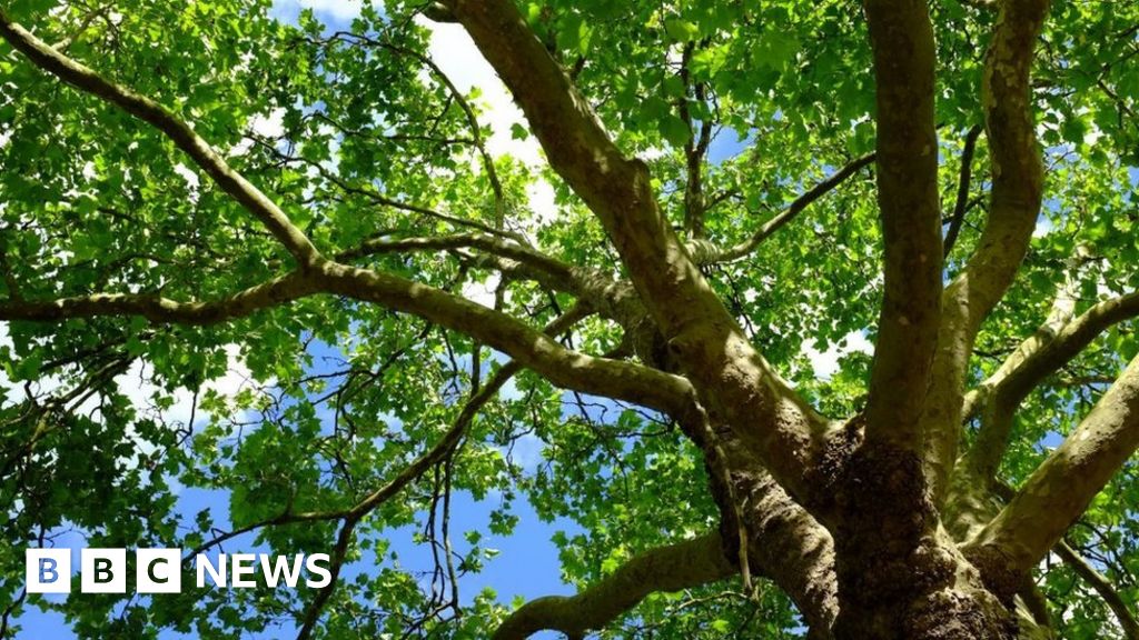 Guernsey trees 'under threat from new pests and diseases' - BBC News