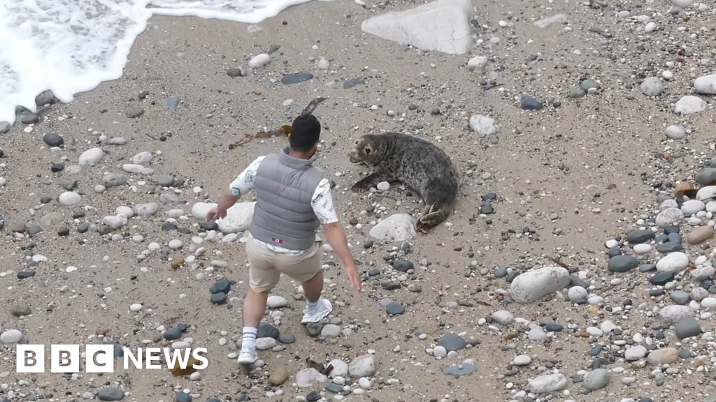 Man filmed throwing rock at lone Grey Seal - BBC News