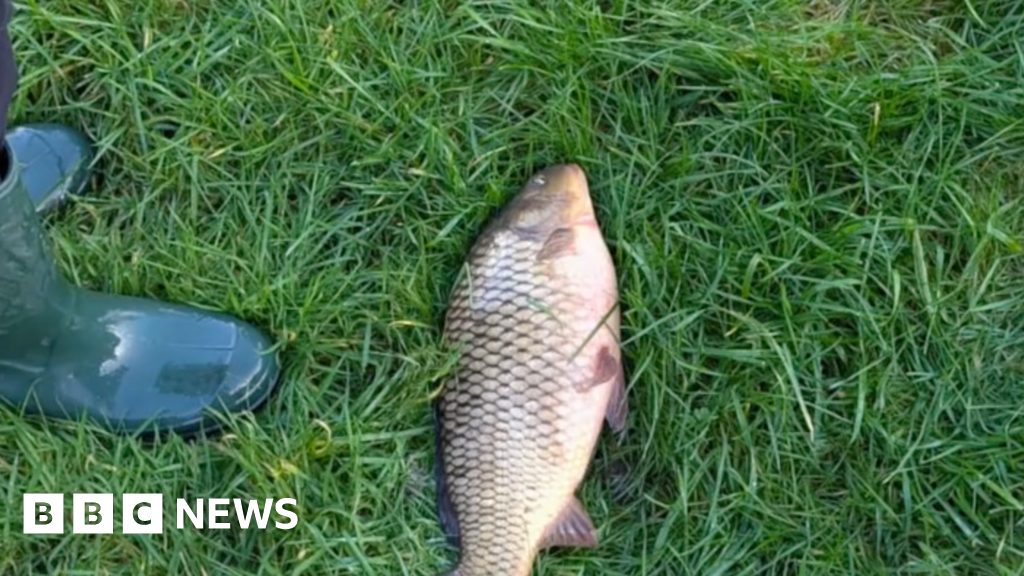 Somerset flooding: 'Huge' fish washed into couple's garden - BBC News