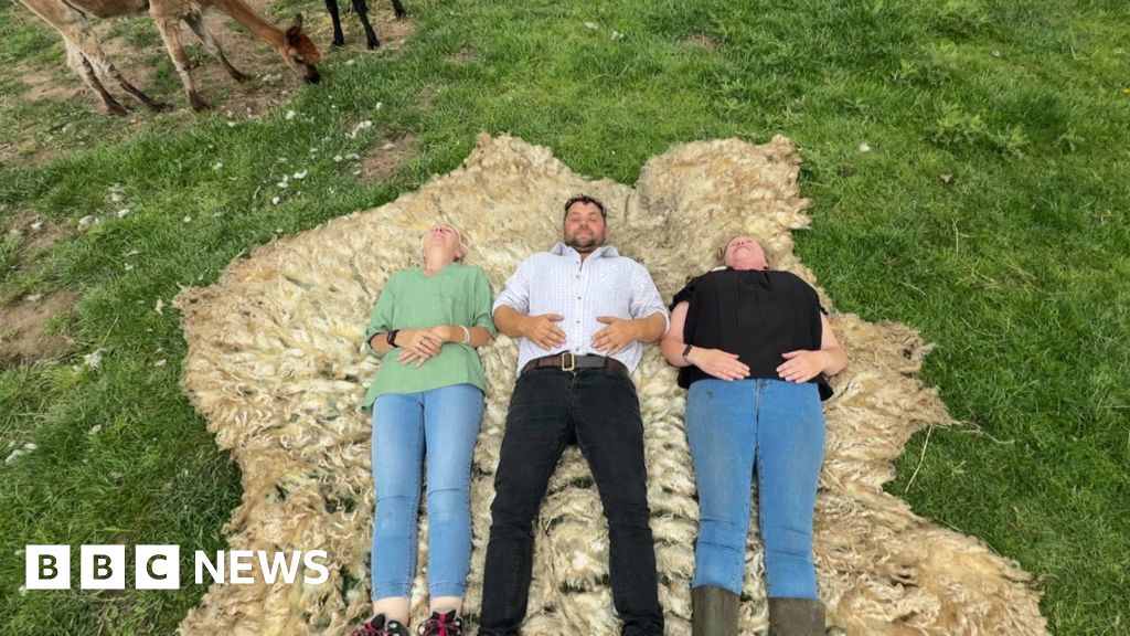 Ewe won't believe it: 8ft fleece sheared from sheep near Spilsby