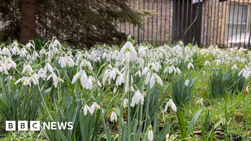 Shepton Mallet: Snowdrop Festival returns
