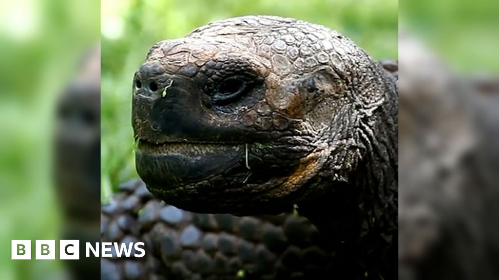Remembering Lonesome George the celebrity tortoise - BBC News