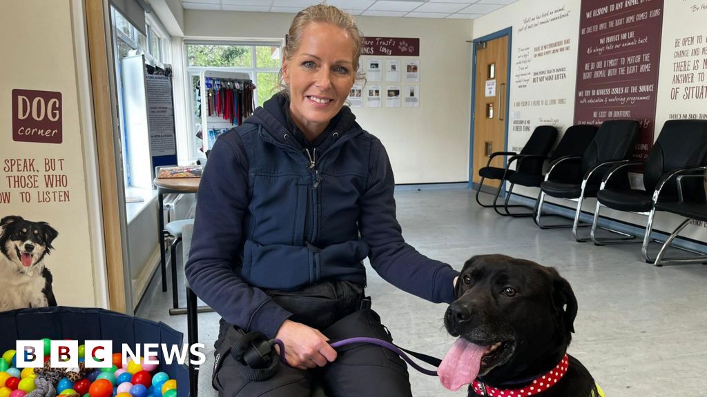 Hull Animal Welfare Trust staff shocked after dog shooting threat - BBC ...