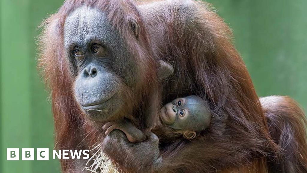 Born Free Foundation urges zoo boycott over great ape captivity