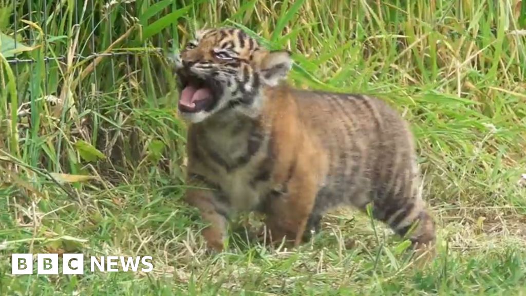 Tiger cub practises her roar at Pembrokeshire zoo - BBC News
