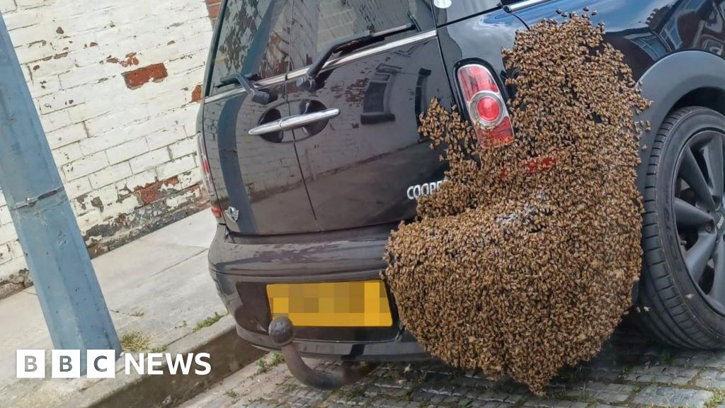 Swarm of bees lands on car parked on Middlesbrough street - BBC News