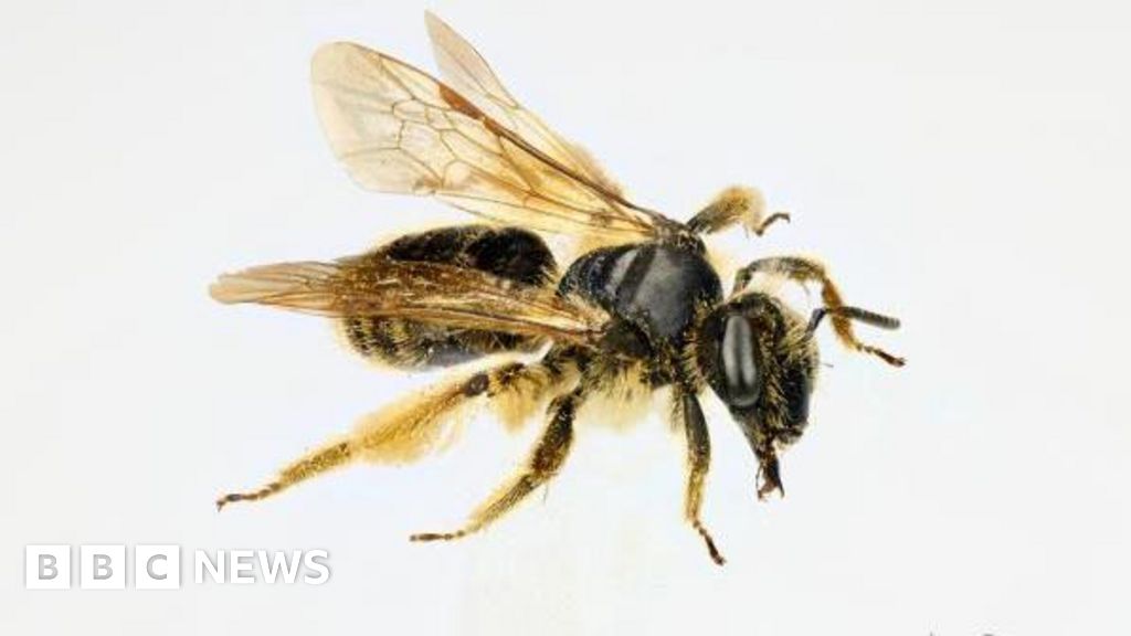 Rare bee species found thriving in Walsall - BBC News