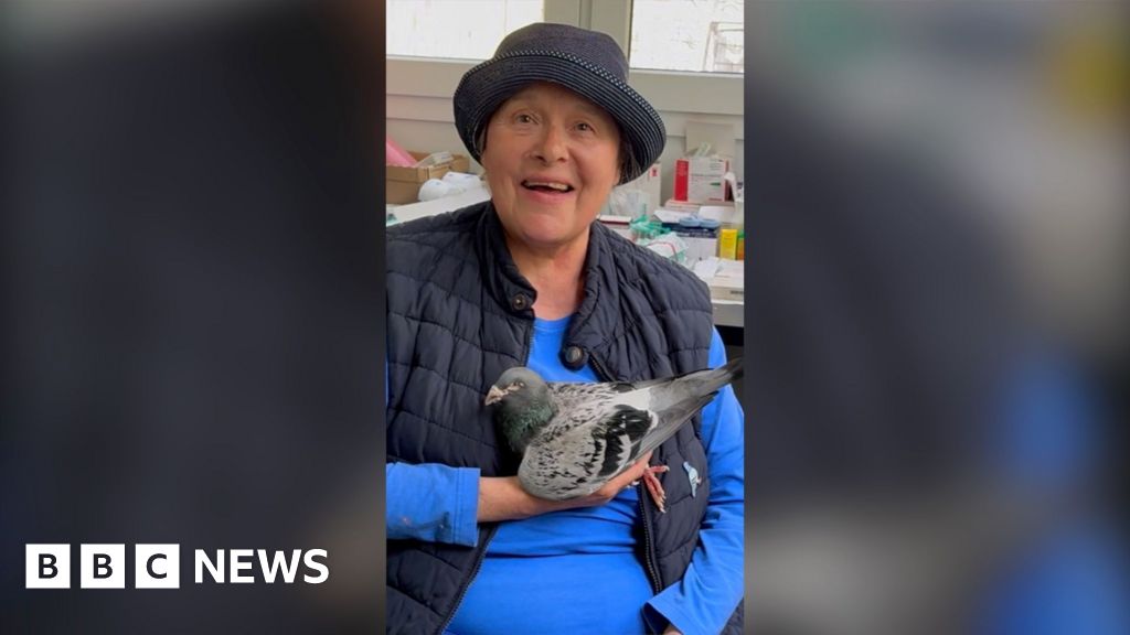Using fake eggs to control pigeon populations - BBC News