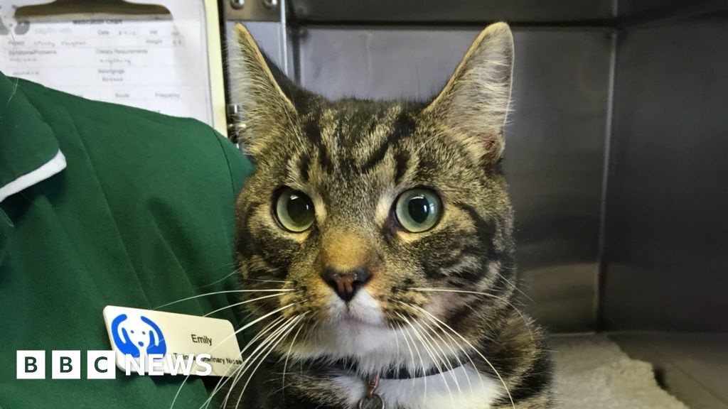 'Fireman Sam' the cat rescued from river - BBC News