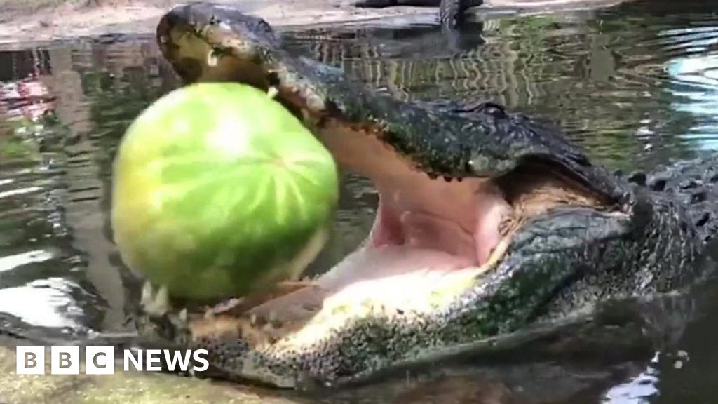 ICYMI: Alligator vs watermelon, and butter statues