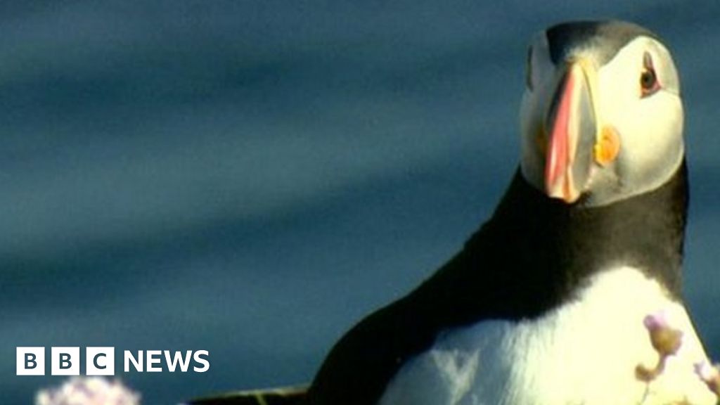 Puffins 'could be extinct within decades' - BBC News