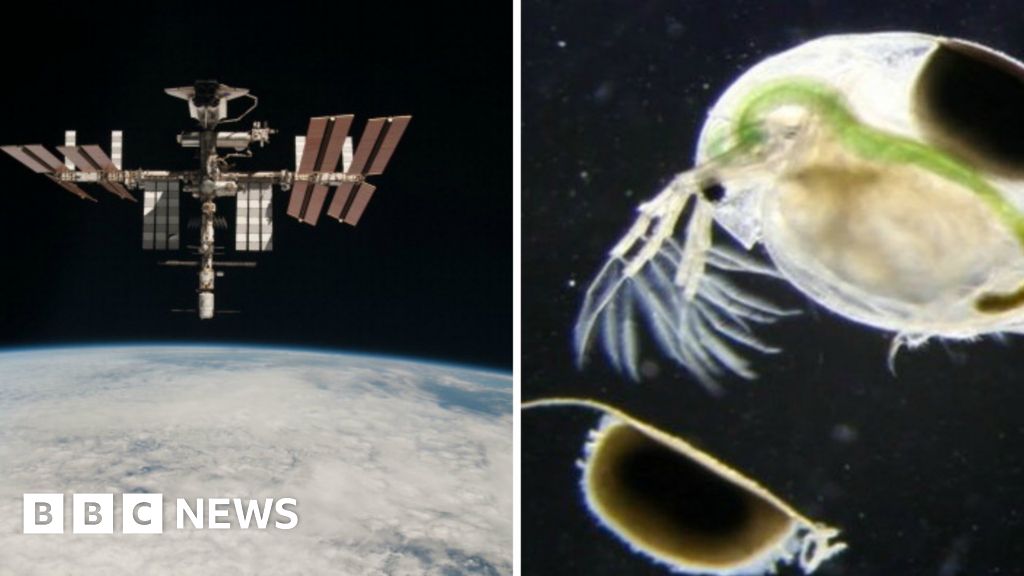 Water fleas launched into space for Tim Peake experiment - BBC News