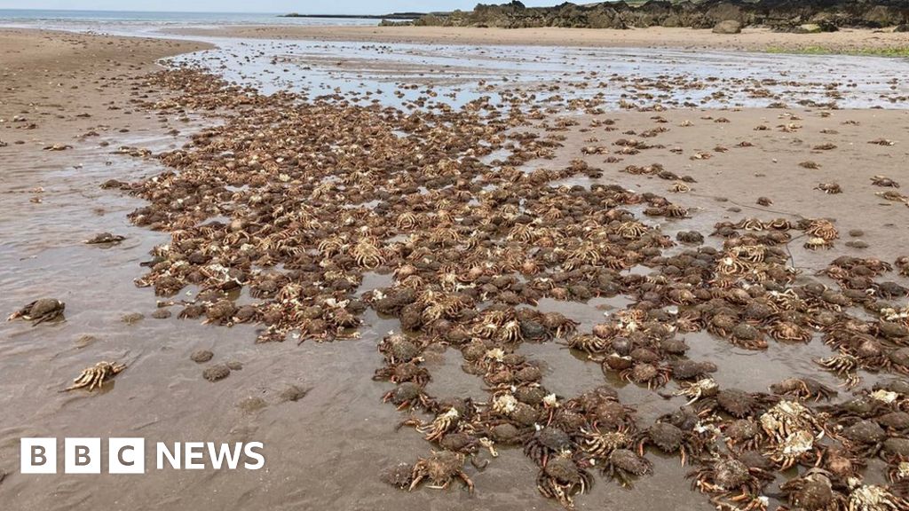 Anglesey: Thousands of crab shells washed up on beach - BBC News