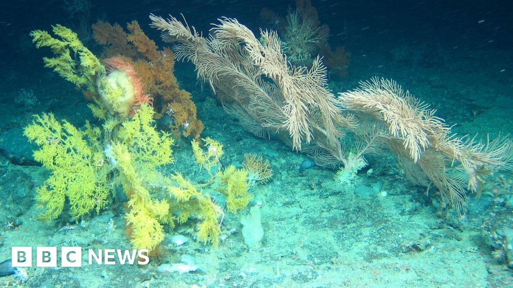 Rare coral and 'new species' found in Irish waters - BBC News