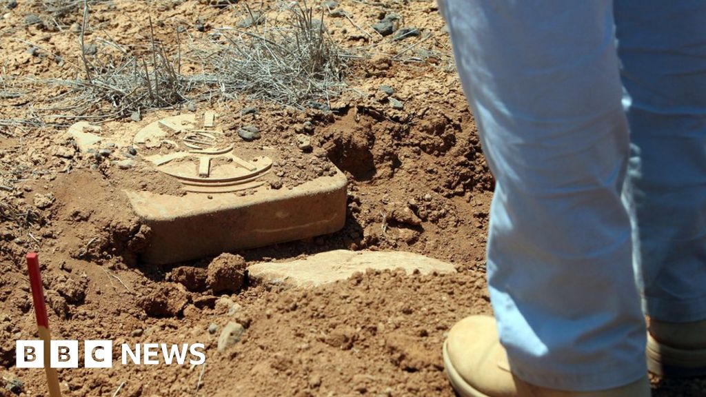 'Bionic' plants can detect explosives - BBC News
