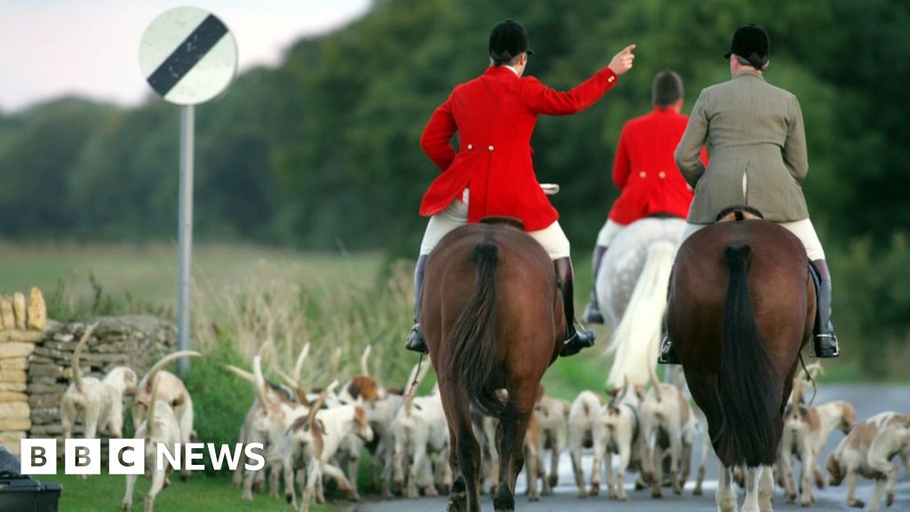 Cambridgeshire police investigate death of fox during annual hunt - BBC ...