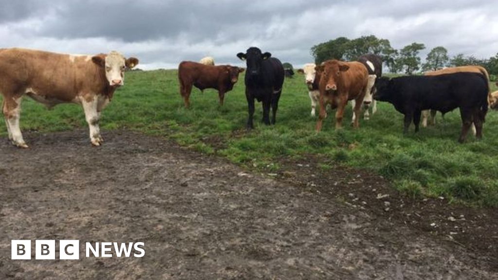 Farmers see 'little point' in reporting rural crime - BBC News
