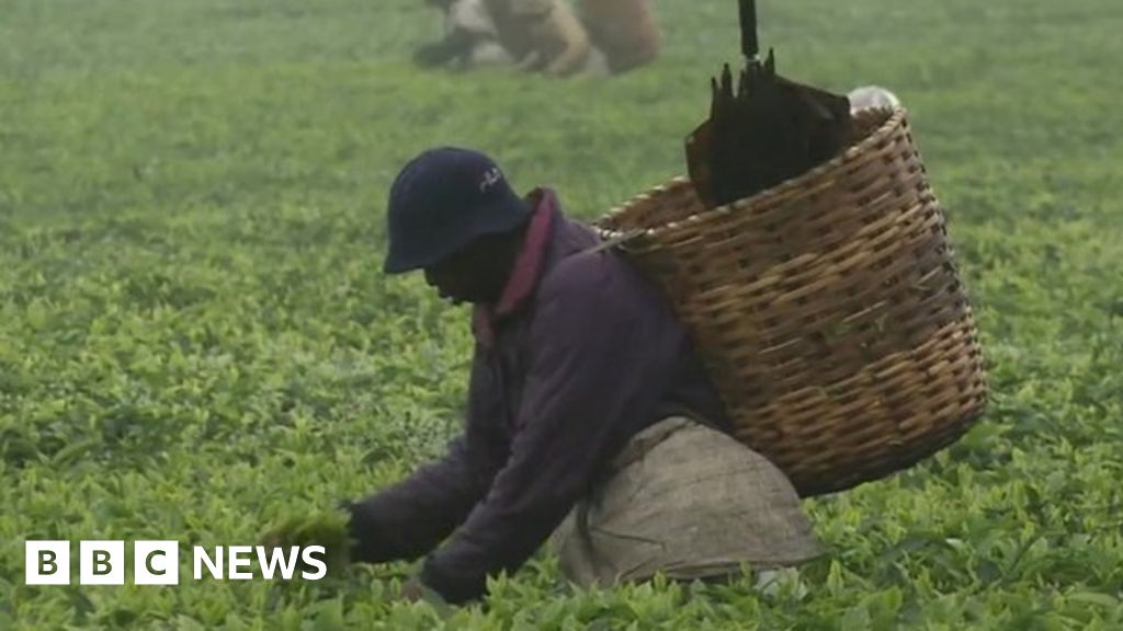Inside a Kenyan speciality tea factory - BBC News