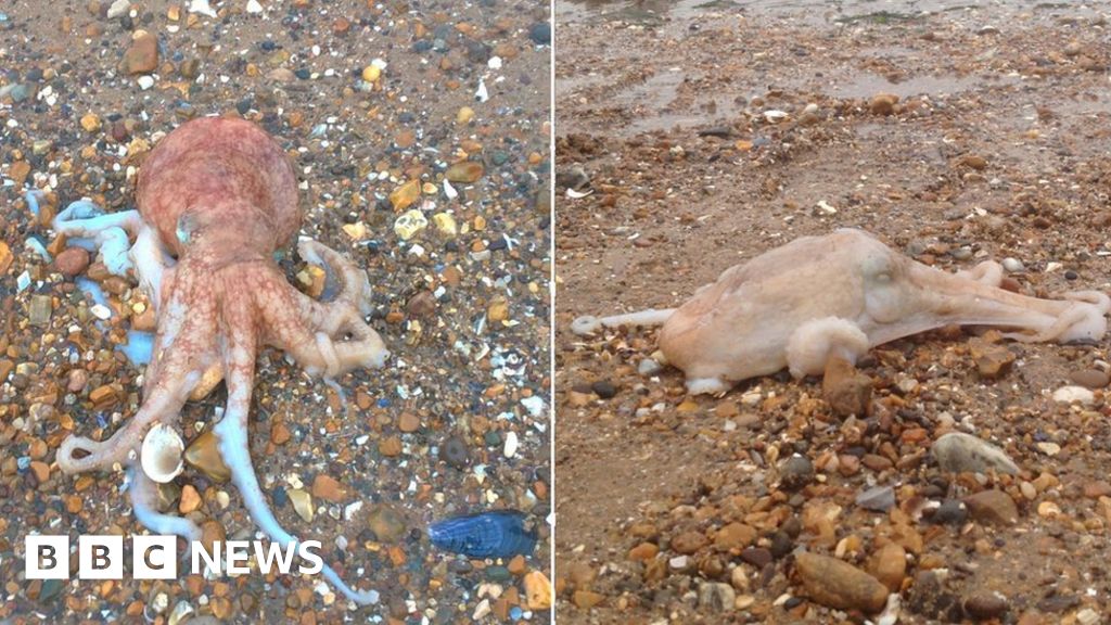 'Mystery' over octopuses stranded on Norfolk beaches - BBC News