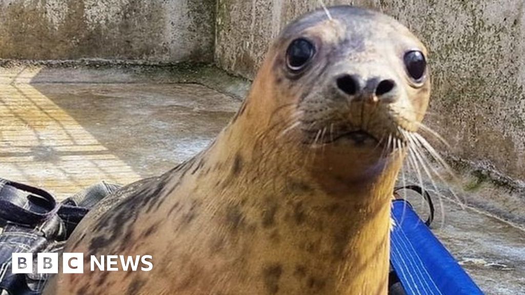 Nine seal pups released after months of rehabilitation - BBC News