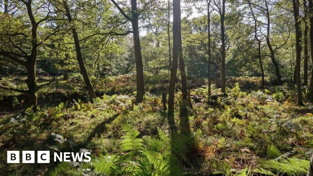 Epping Forest worth £1.9bn to society over 50 years - report - BBC News