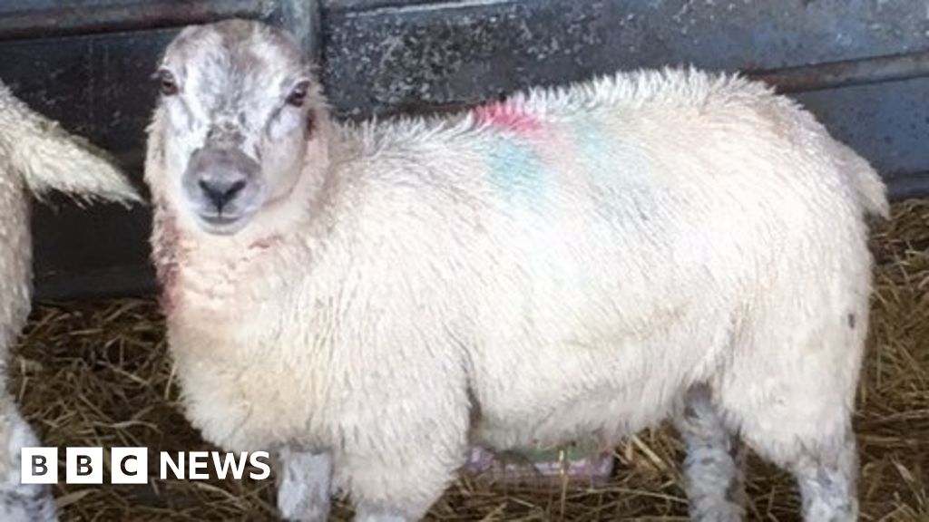 Lambs' ears ripped off in farm attack near Hawick - BBC News