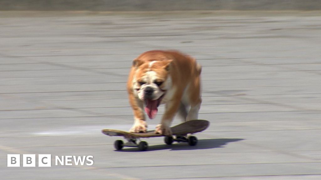 General election 2017: 'Dogfight' in East Belfast - BBC News