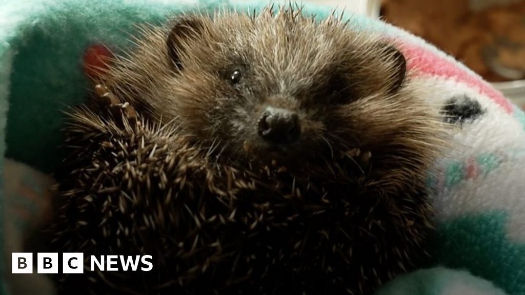 Looking after hedgehogs in the hot weather
