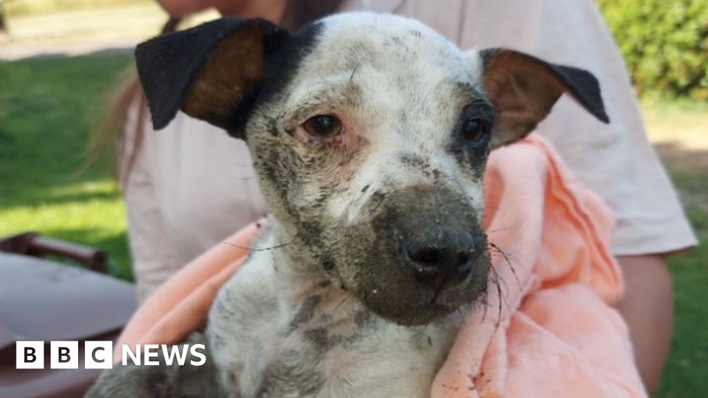 Missing puppy rescued from well by firefighters - BBC News