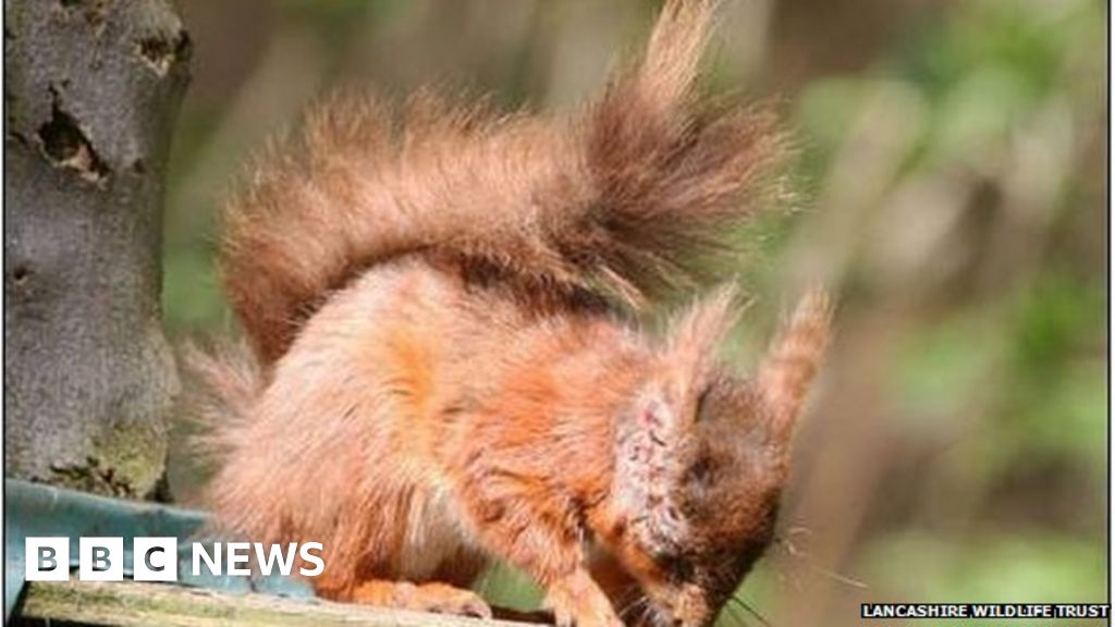 Red squirrel pox warning on Merseyside as disease strikes - BBC News