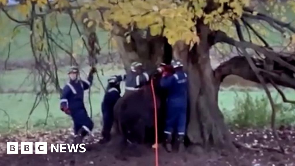 Cow with head stuck in Shropshire tree is freed by firefighters - BBC News