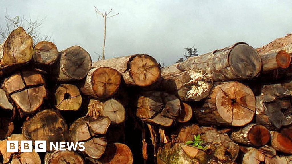 Plans in Jersey for new permissions to carry out tree work - BBC News