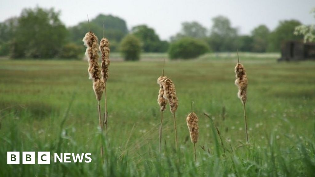 Bid to create River Thames nature reserve in Oxfordshire - BBC News
