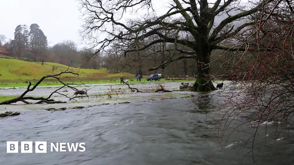 Sheep dog rescues sheep from flooded river in Ambleside - BBC News