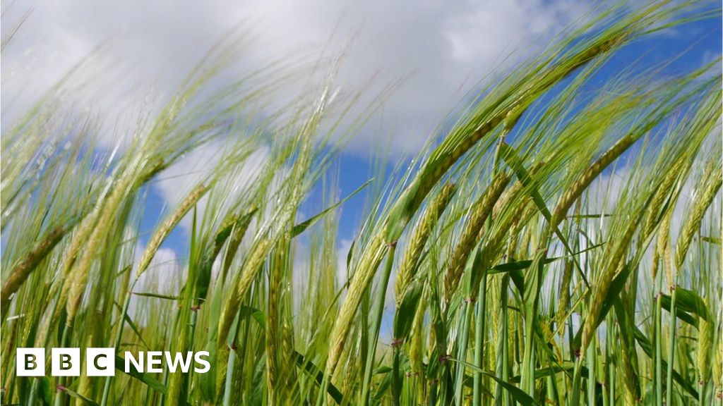 Ancient barley DNA gives insight into crop development - BBC News
