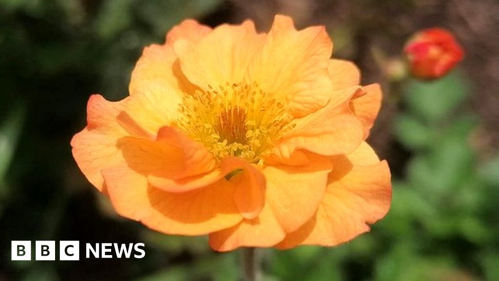 RHS Bridgewater: Spring flower count records 100 plants in bloom - BBC News