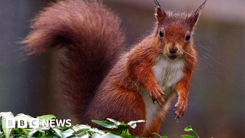 National Trust to own Formby's red squirrel woodlands - BBC News