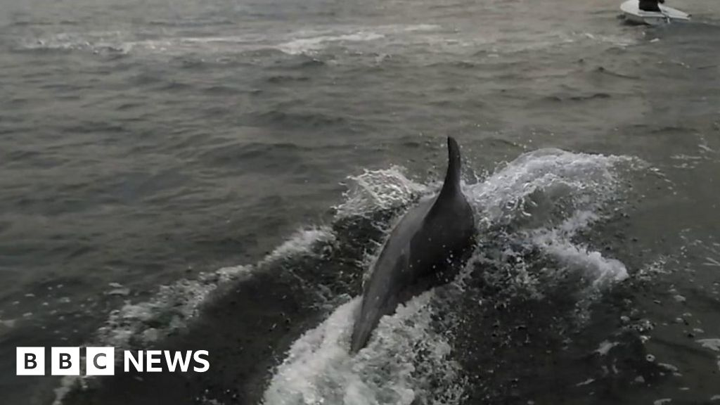 Tenby sailors' close encounter with dolphins - BBC News