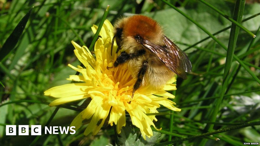 Seeing is bee-lieving: Bid to save threatened bee species in Ireland ...