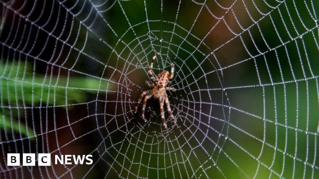 A spider-proof shed? - BBC News