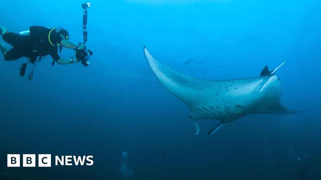 'Predator of the deep' or gentle giant? - BBC News