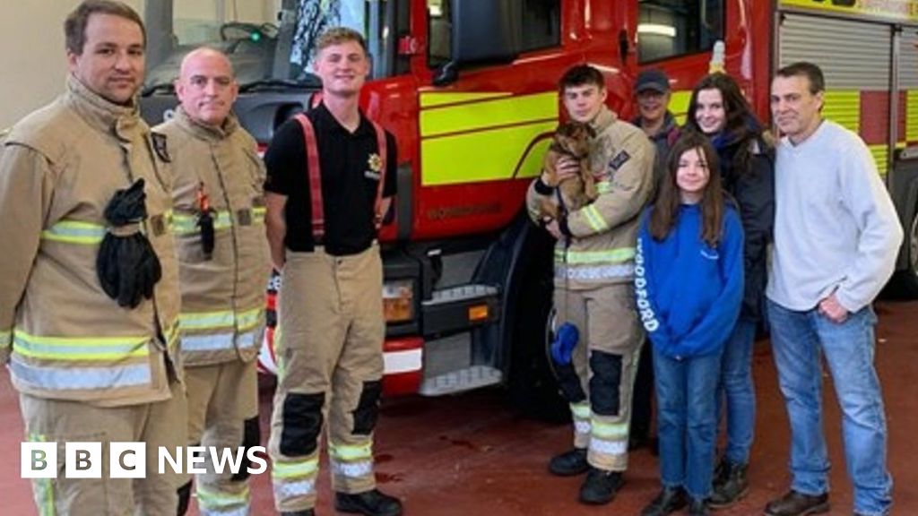 Staffordshire dog Cheddar rescued from rabbit hole - BBC News