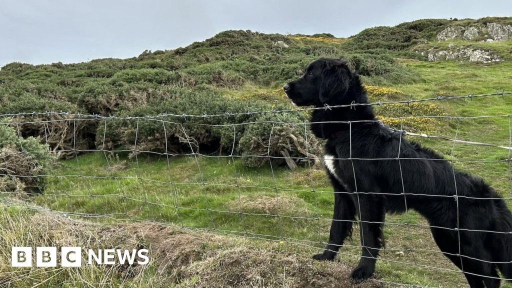 Gwynedd: Dog missing for 12 days rescued from cliff - BBC News