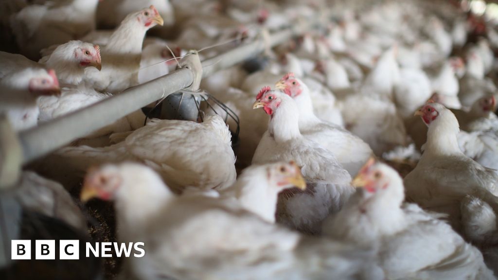 US farmers say chlorine-washed chicken should be part of a UK free ...
