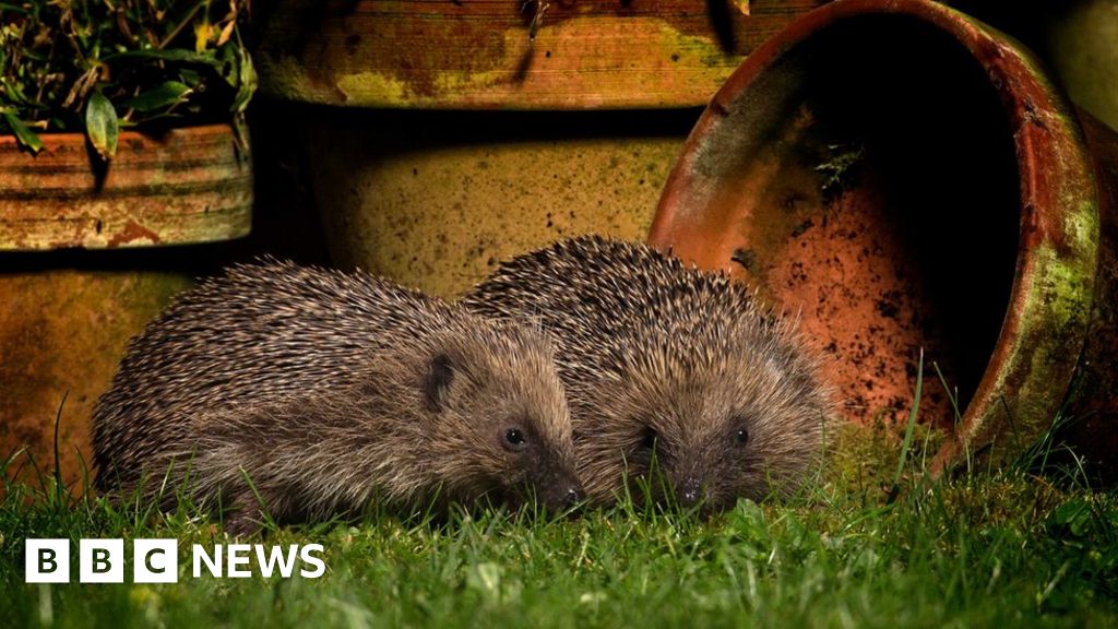 Hedgehog survey could protect threatened species - BBC News