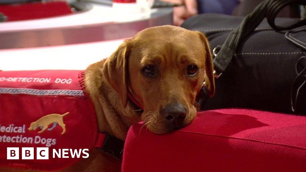 The dogs that can help to detect prostate cancer - BBC News