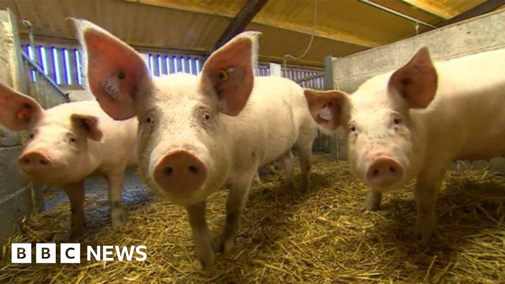 Major Midlands pig farm to close two sites - BBC News
