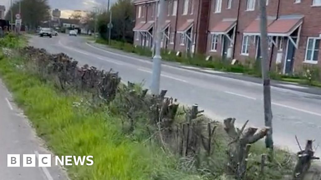 Sawston hedge chopping leaves 'devastation and horror' - BBC News