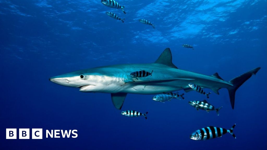 Exhibition at Hull's The Deep reveals underwater life - BBC News