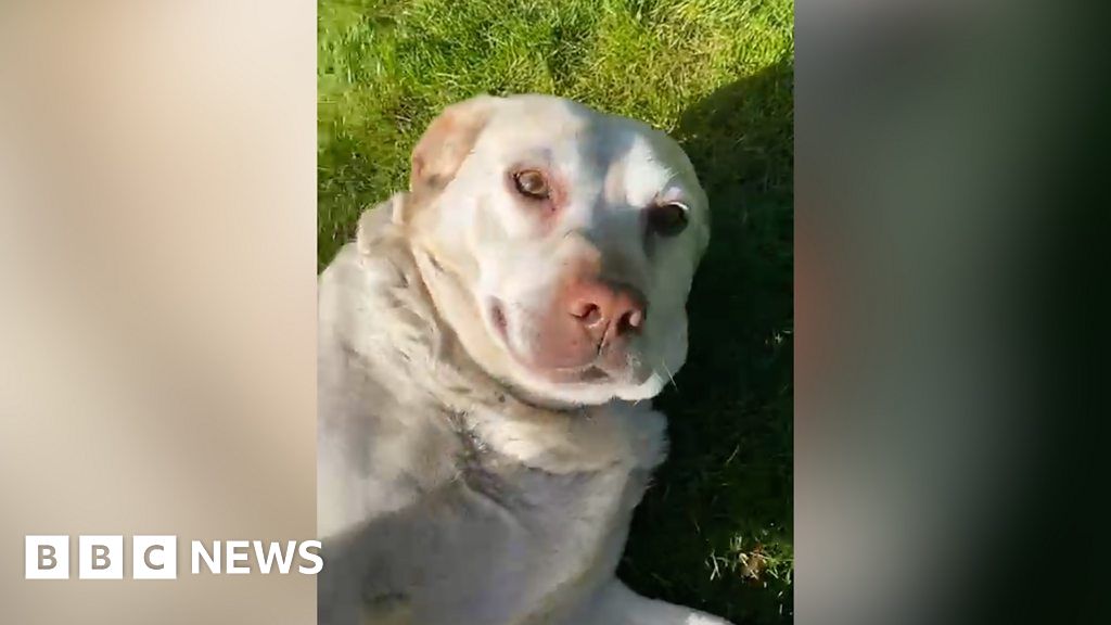 Dogs rehomed: ‘She went from a defeated dog, to a great pet’